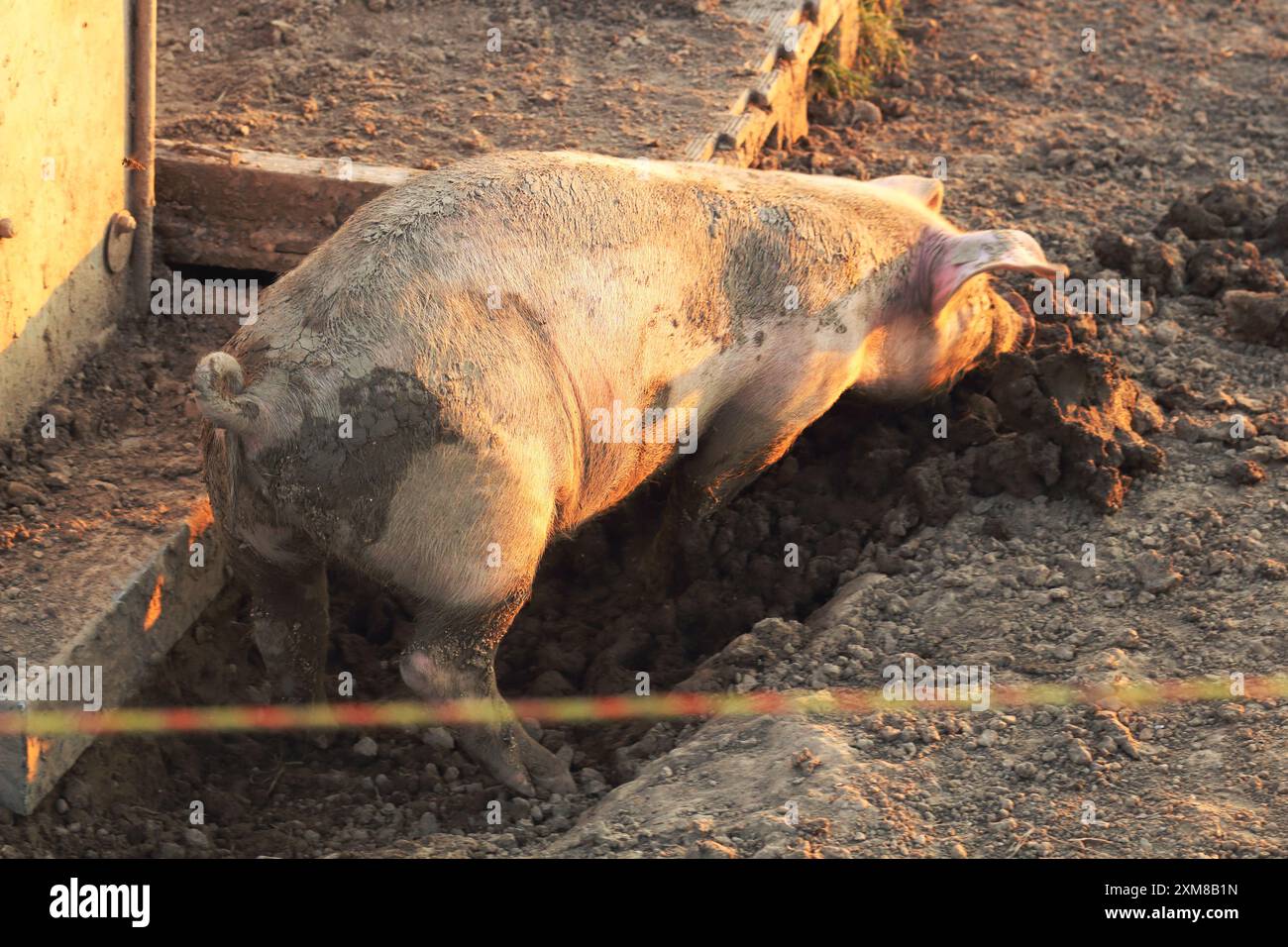 A single pig, half covered in mud, basks in the warm light of the magic ...