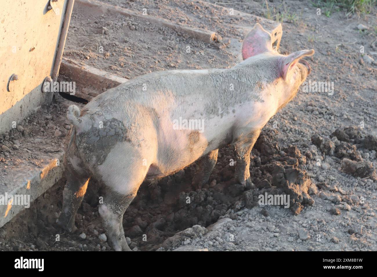 A single pig, half covered in mud, basks in the warm light of the magic ...
