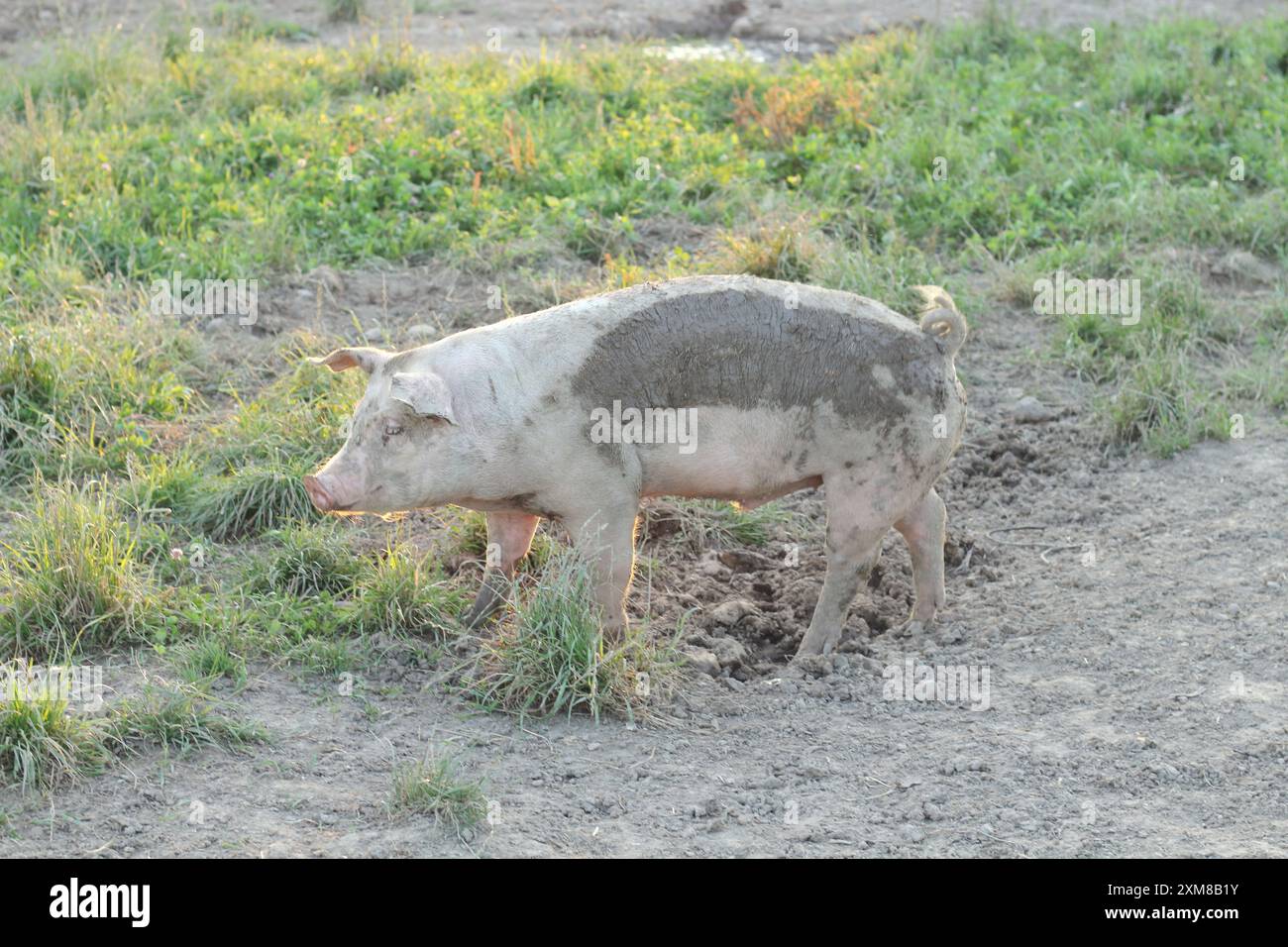 A single pig, half covered in mud, basks in the warm light of the magic ...