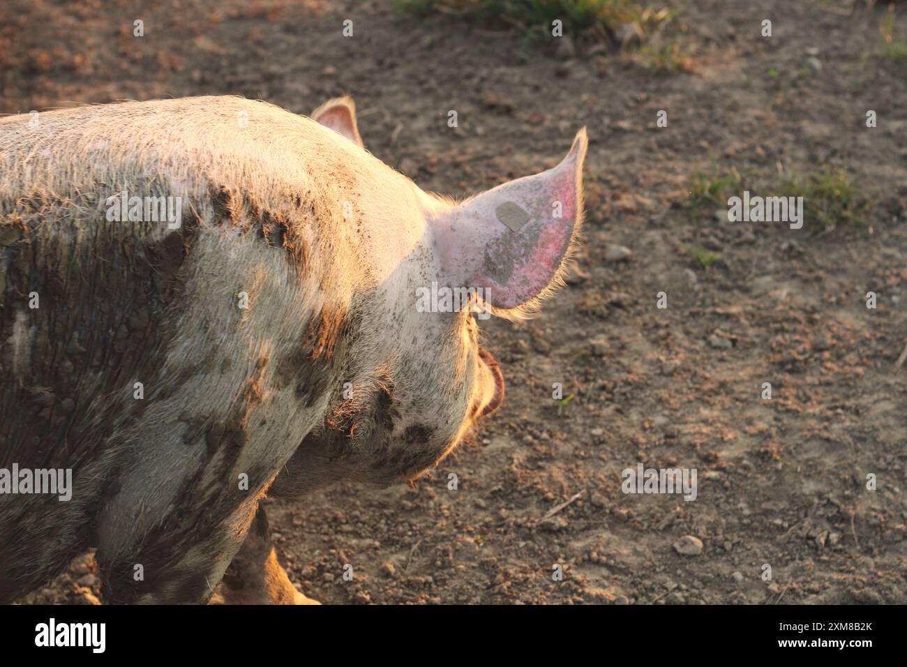 A single pig, half covered in mud, basks in the warm light of the magic ...