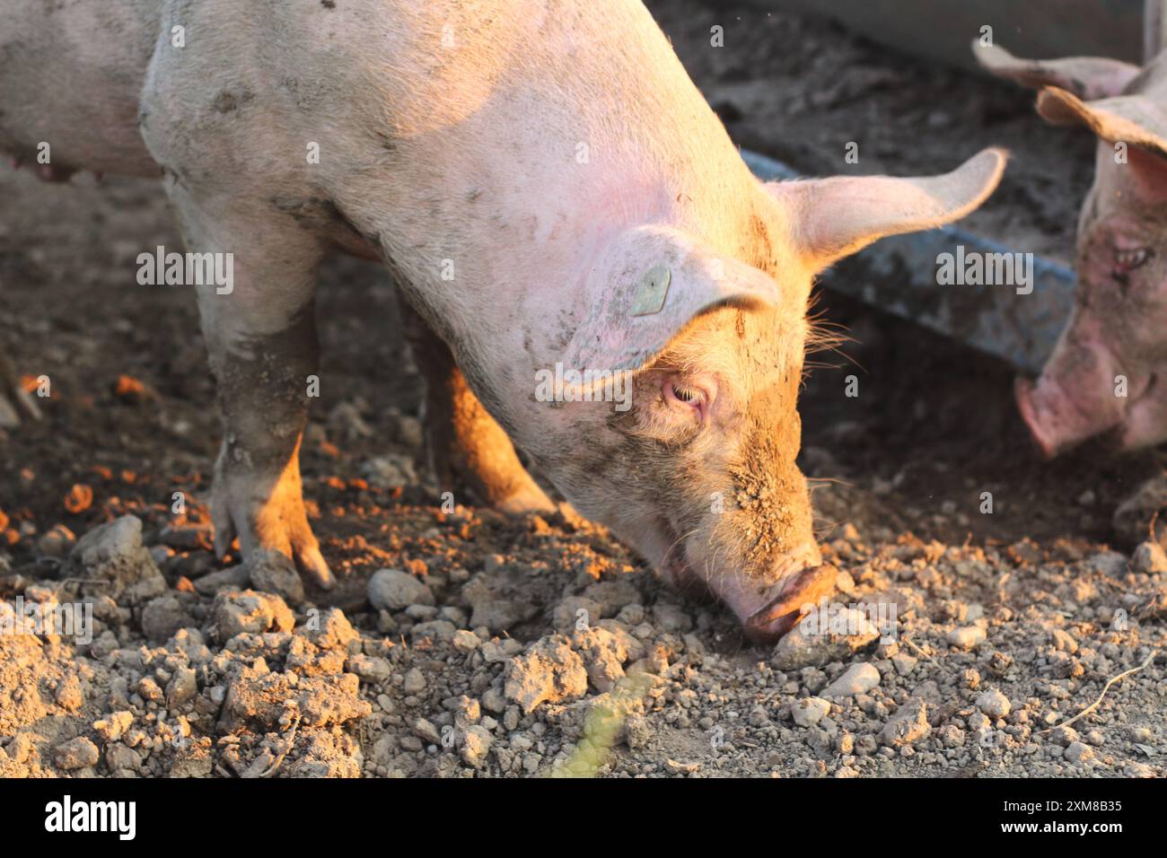A single pig, half covered in mud, basks in the warm light of the magic ...