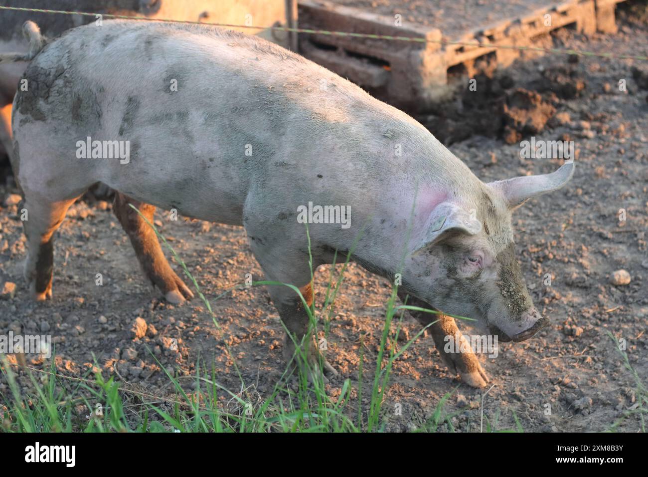 A single pig, half covered in mud, basks in the warm light of the magic ...