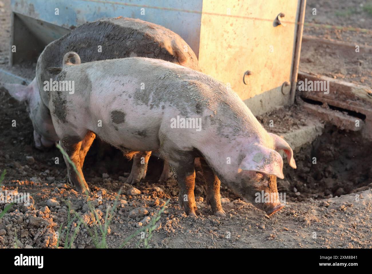 A single pig, half covered in mud, basks in the warm light of the magic ...