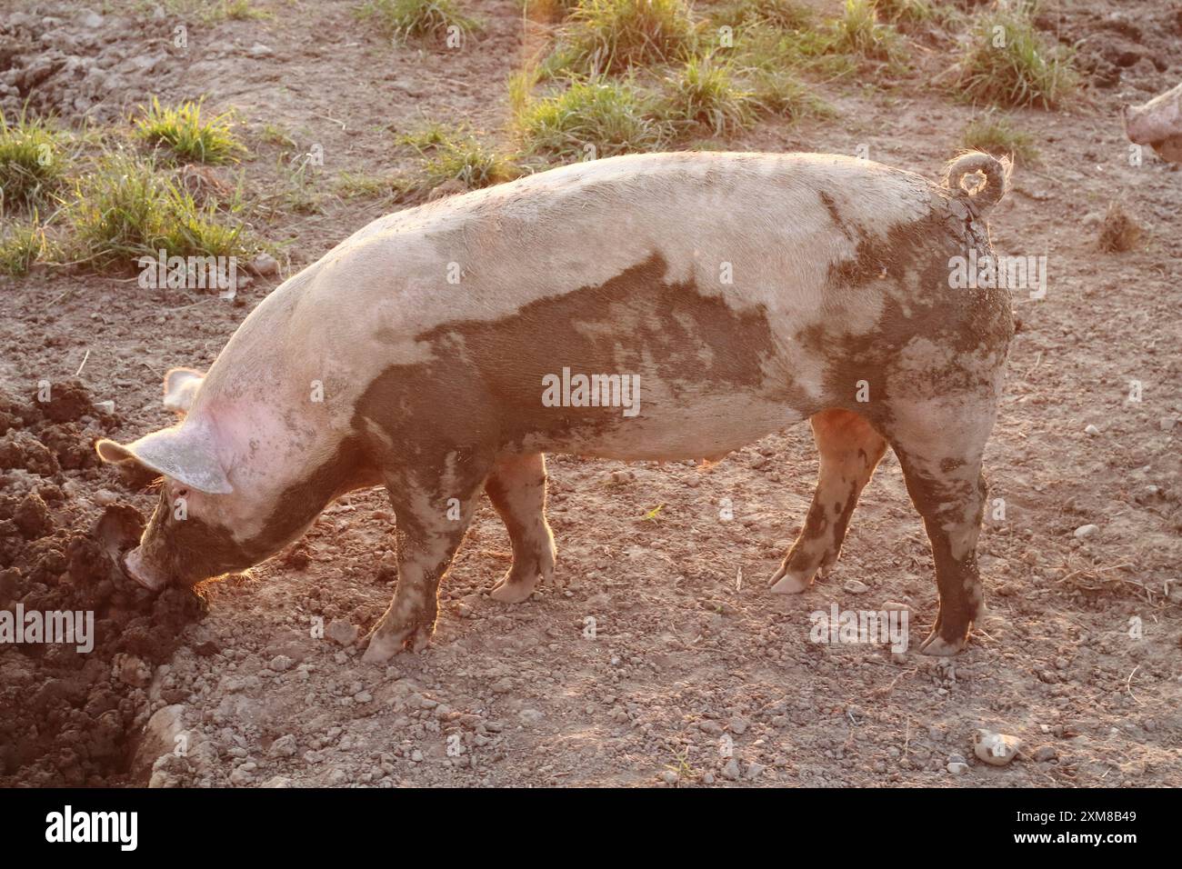 A single pig, half covered in mud, basks in the warm light of the magic ...