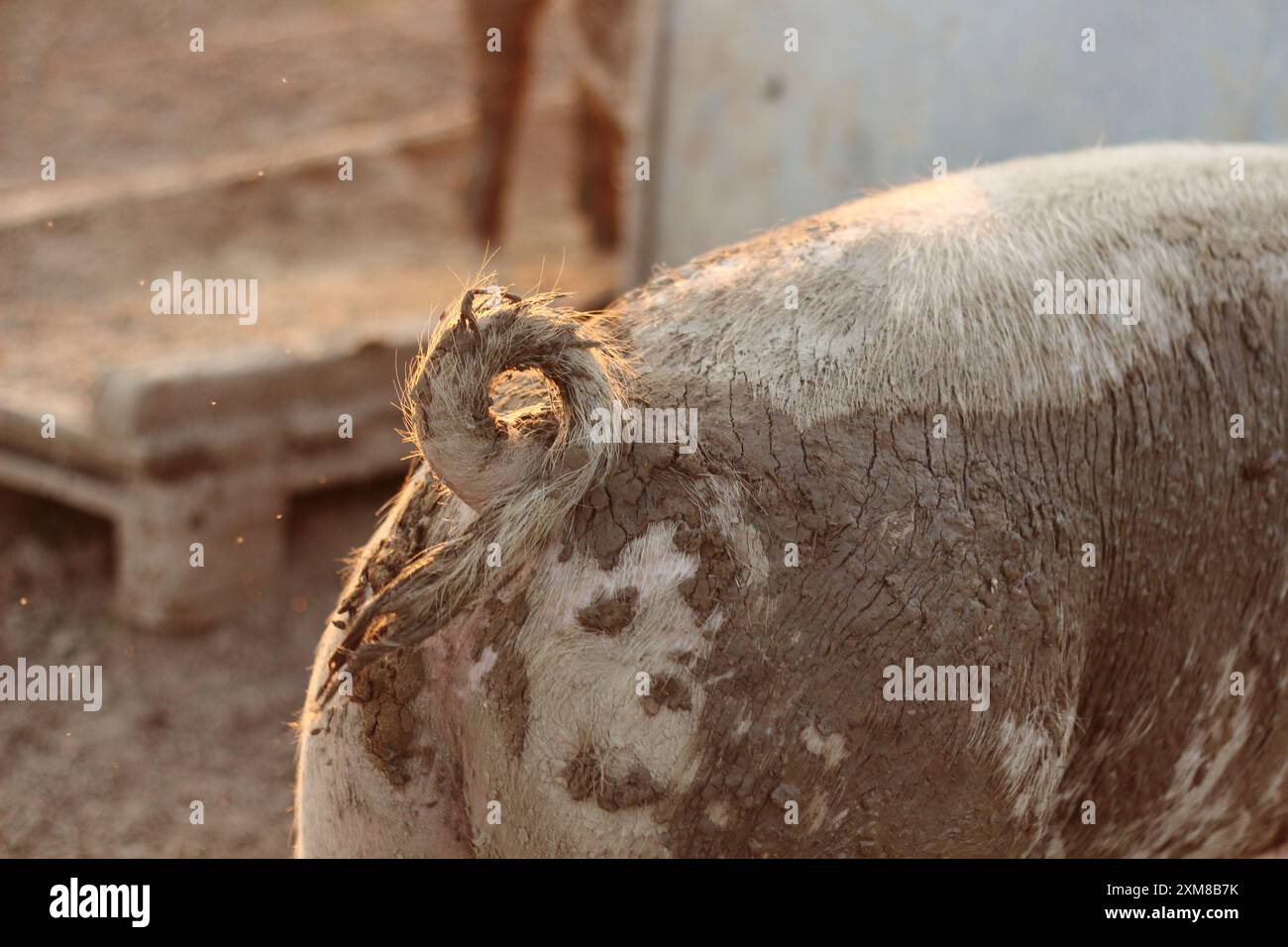 Close-up of a pig's tail bathed in warm light, showcasing its texture ...