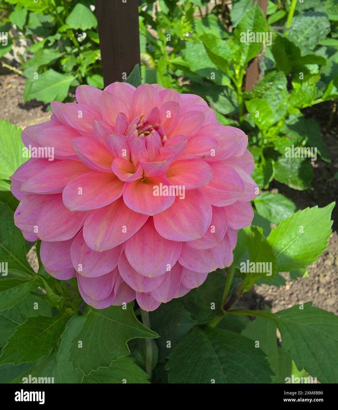 Dahlia, Hamari Rose, Small Ball Stock Photo - Alamy
