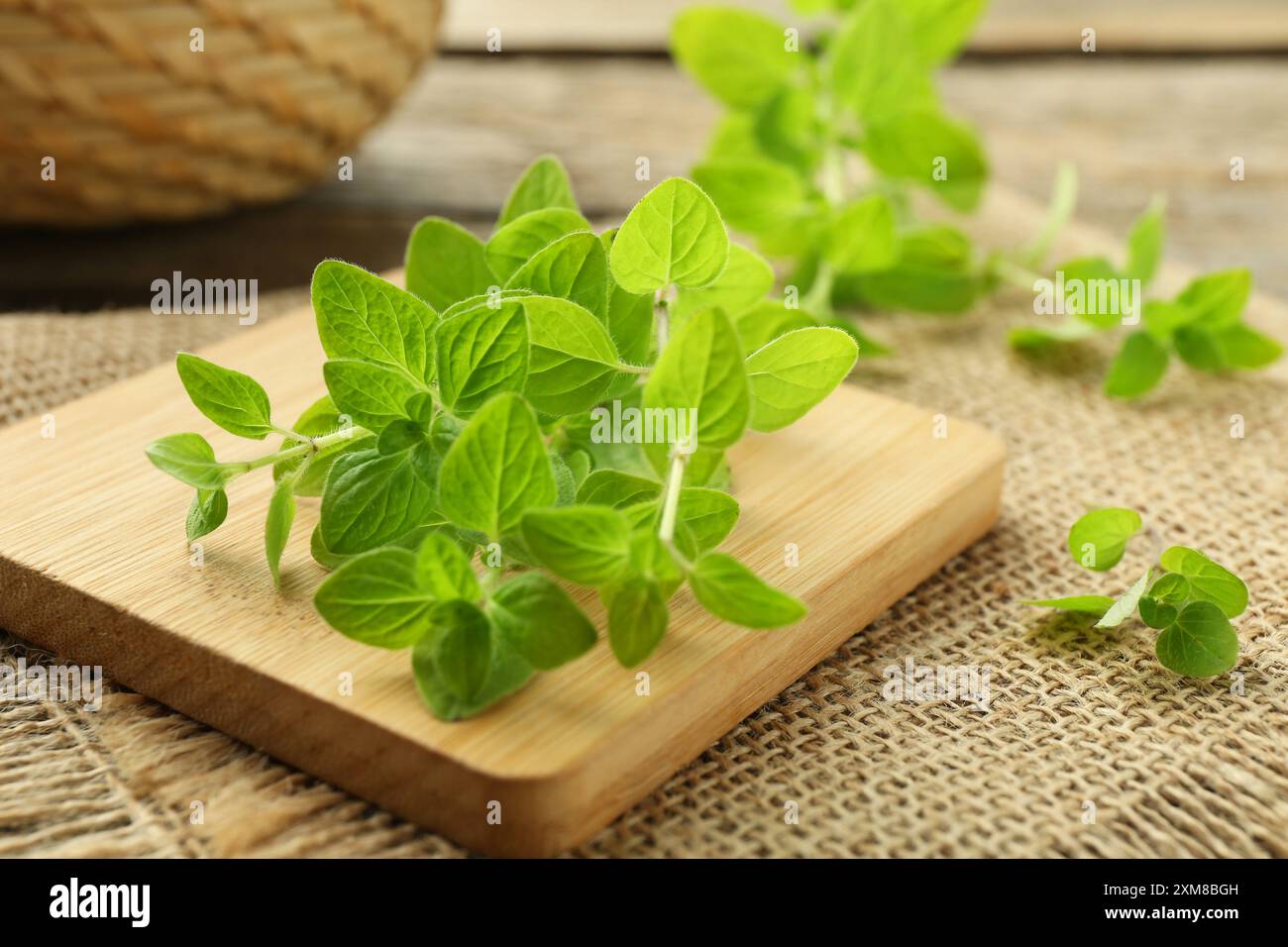 Green oregano plant on hi-res stock photography and images - Alamy