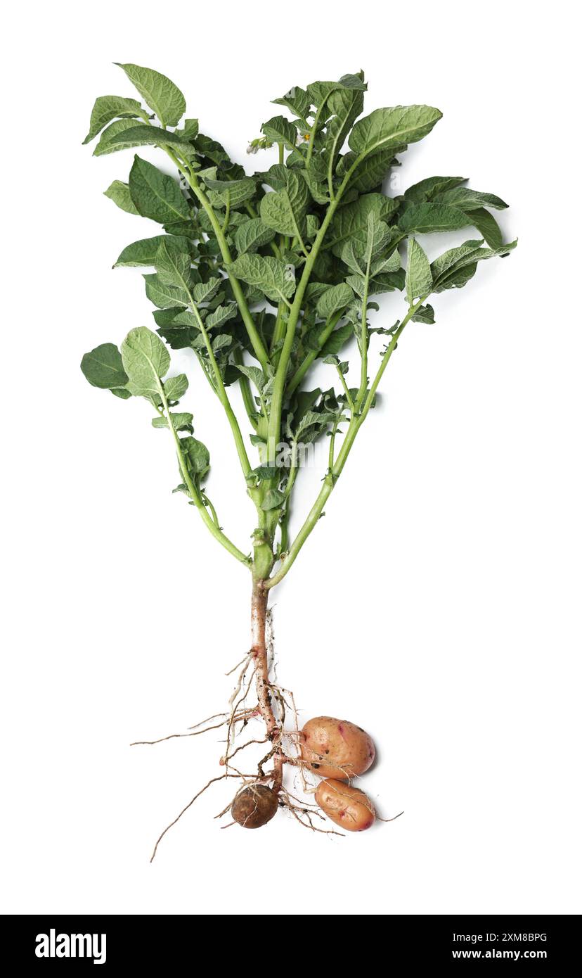 Potato plant tubers isolated hi-res stock photography and images - Alamy
