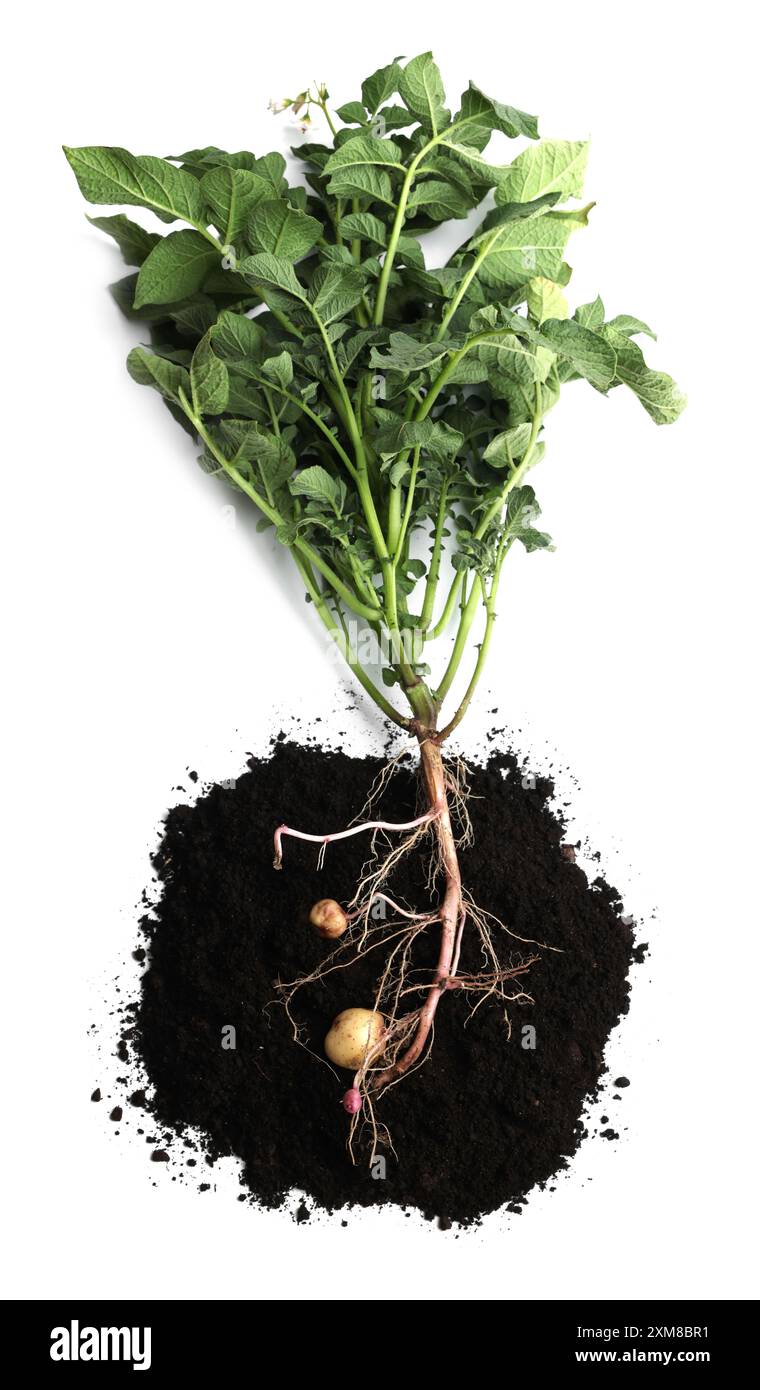 Potato plant with tubers and soil isolated on white, top view Stock ...