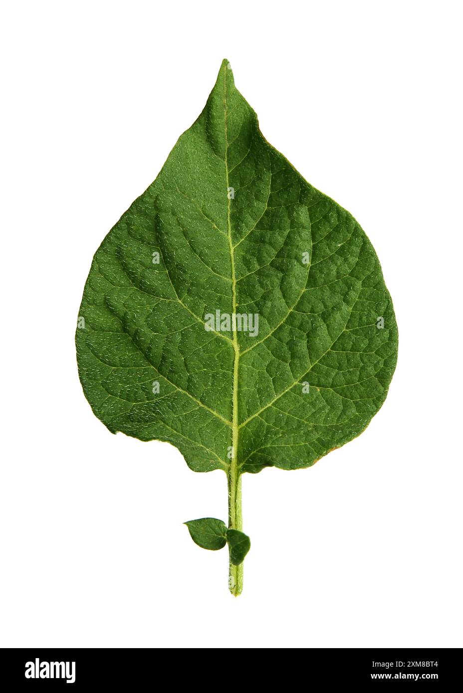 Green garden farm natural plant Cut Out Stock Images & Pictures - Alamy