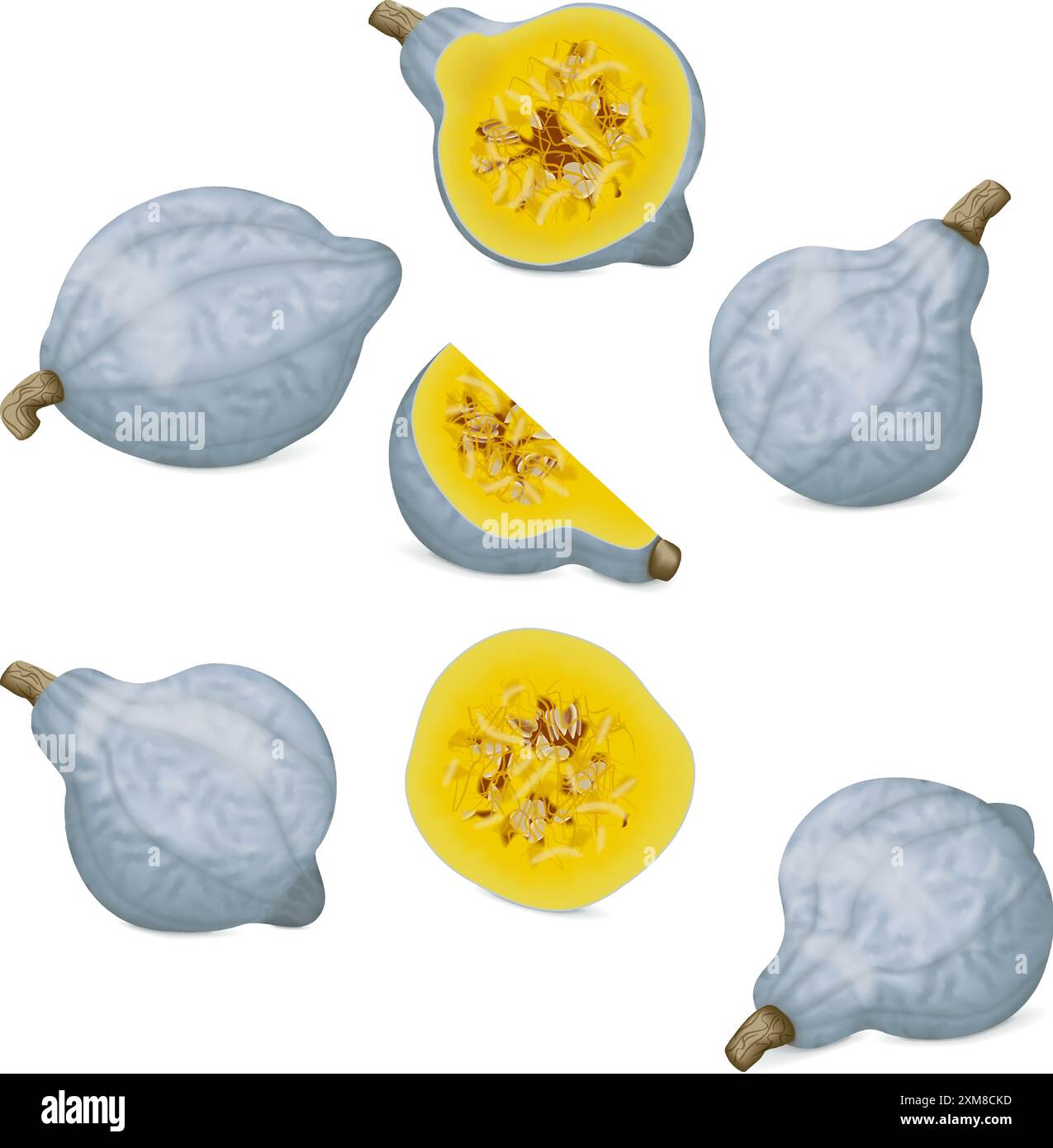 Clip art. Blue hubbard squash. Winter squash. Cucurbita maxima. Fruits ...