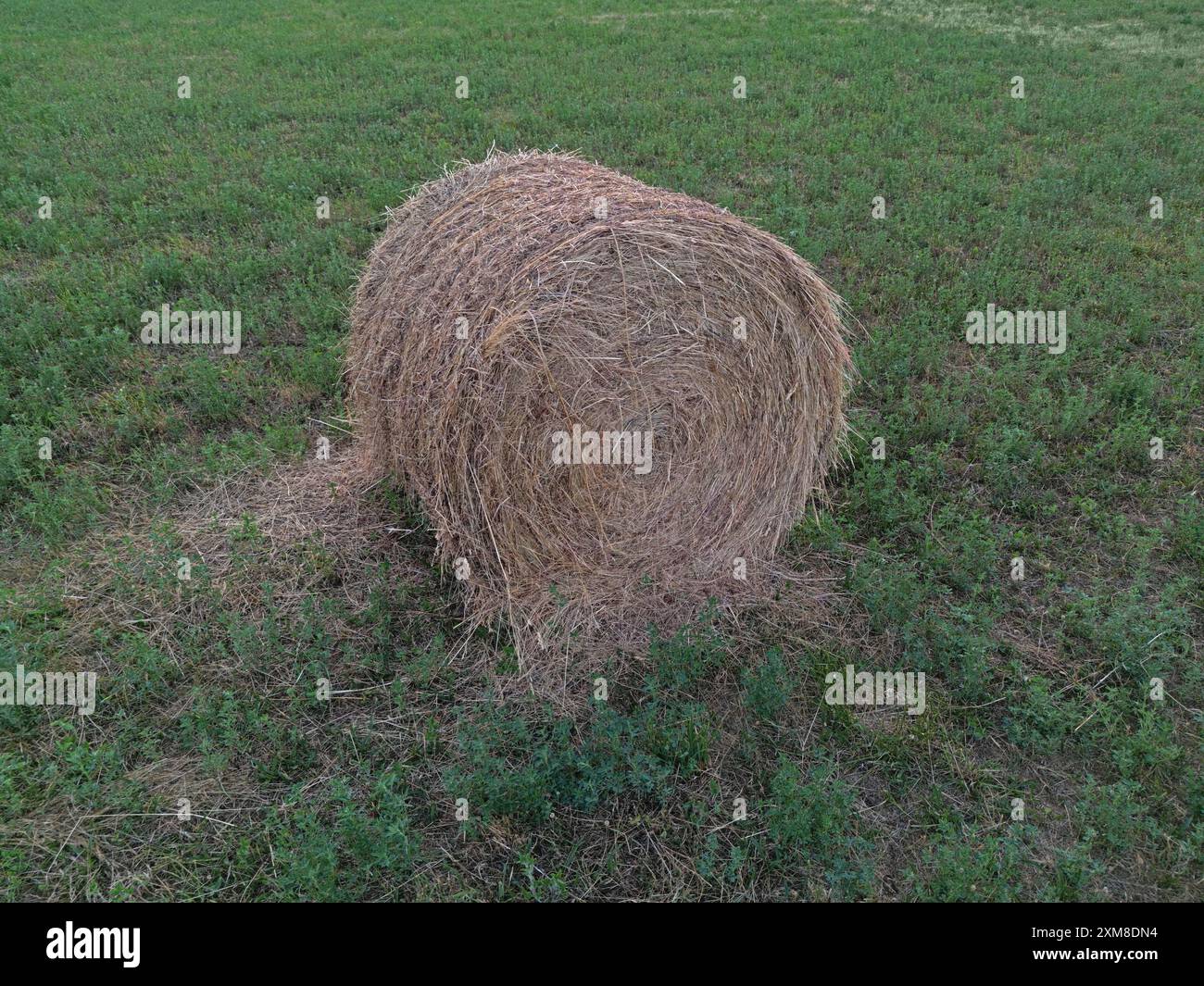 A round, straw hay bale is shown in a green field after harvest during ...