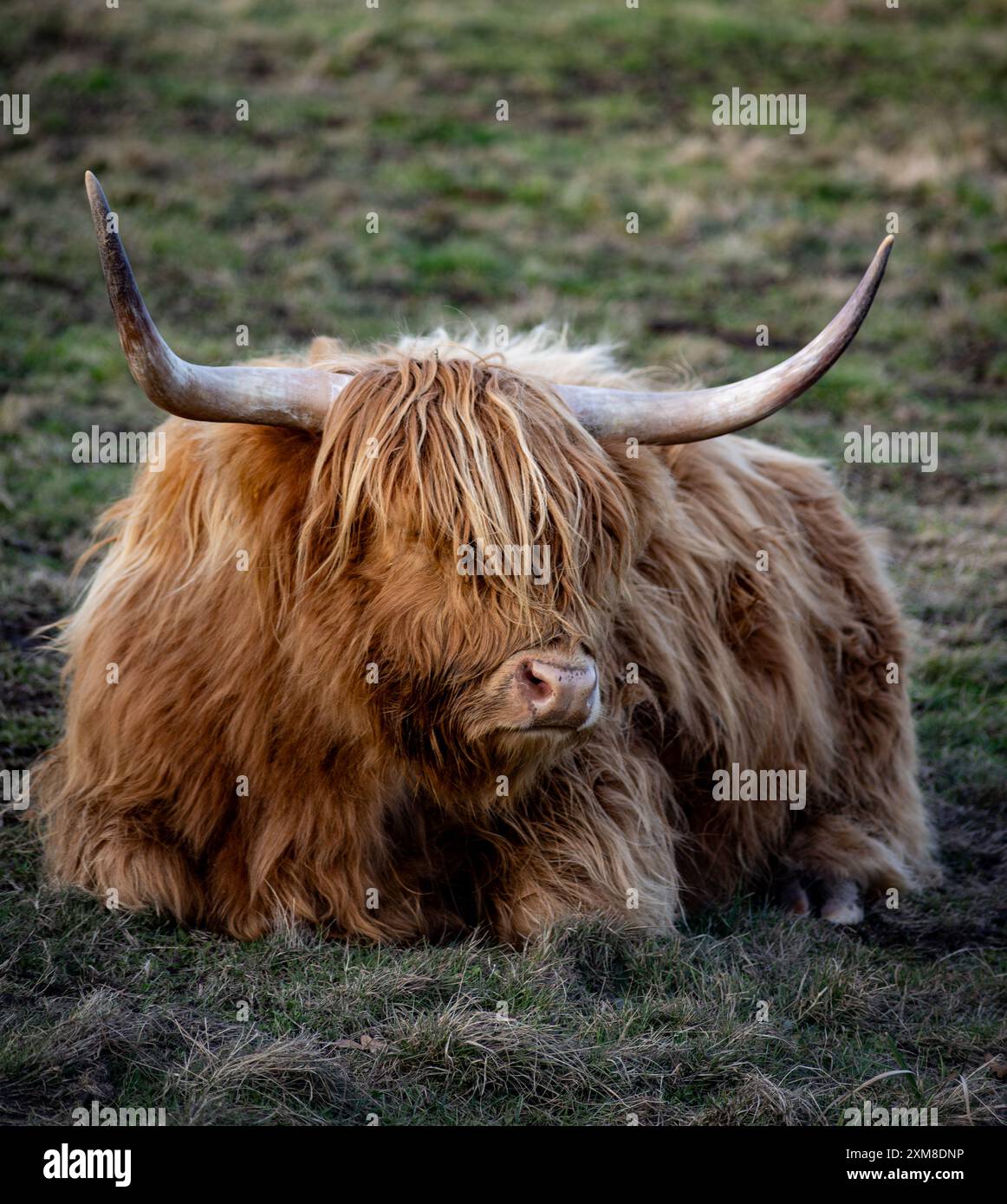 Scottish highland cow drawing hi-res stock photography and images - Alamy