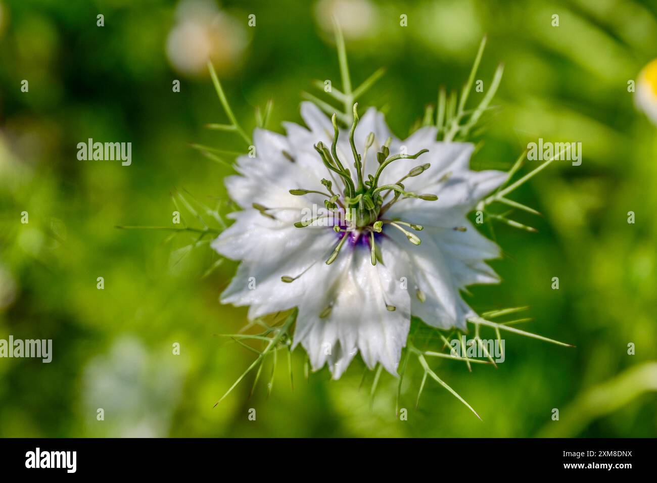 White Damascus Black Cumin in the meadow Stock Photo - Alamy