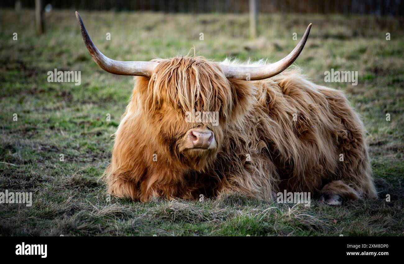 Rugged cow hi-res stock photography and images - Alamy
