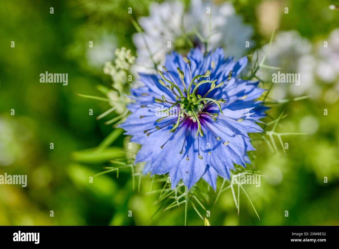 Blue Damascus Black Cumin in the meadow Stock Photo - Alamy