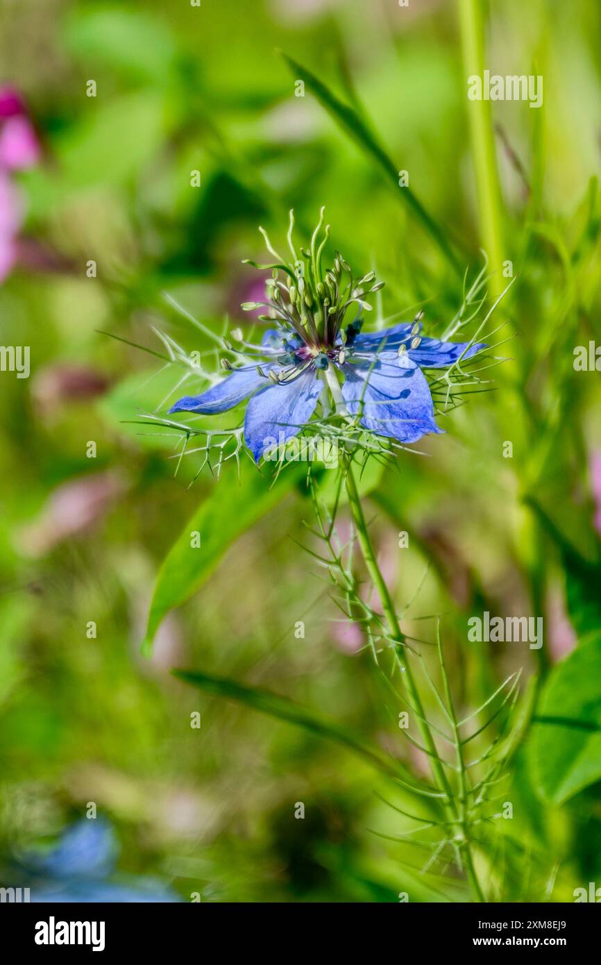 Damascus black cumin hi-res stock photography and images - Alamy