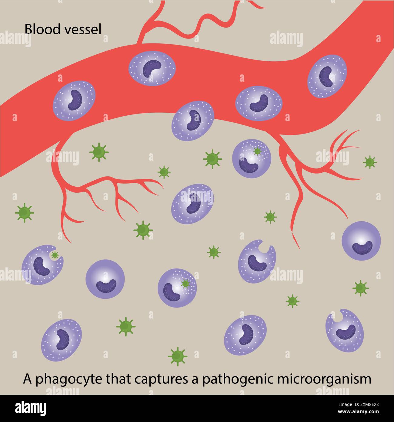 Blood vessel with phagocytes. Phagocytosis Stock Vector Image & Art - Alamy