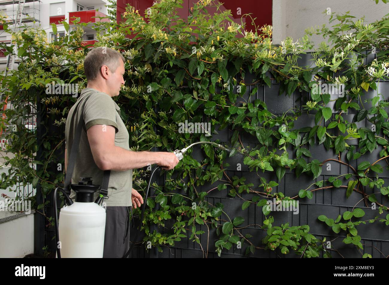 A man with a Compression sprayer sprays the plant Stock Photo - Alamy