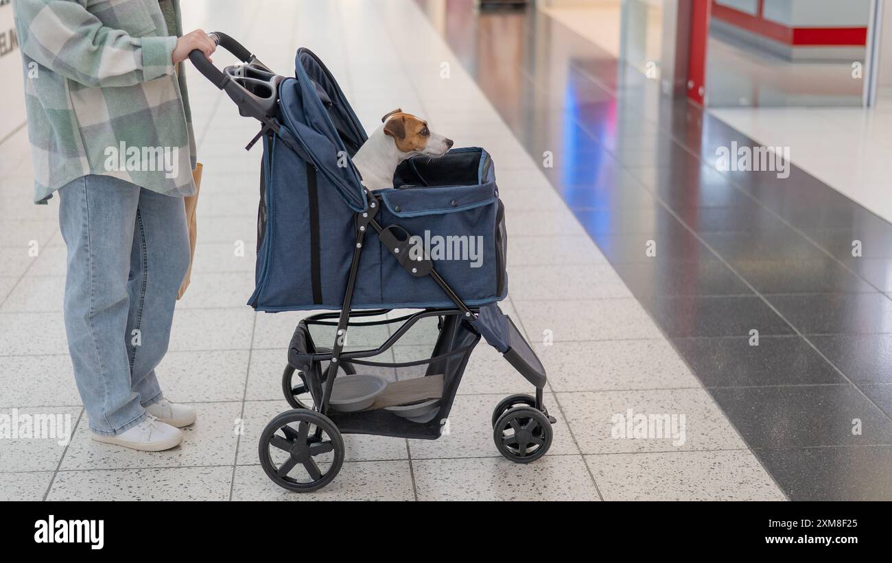 A Caucasian woman is shopping with her Jack Russell Terrier dog in a ...
