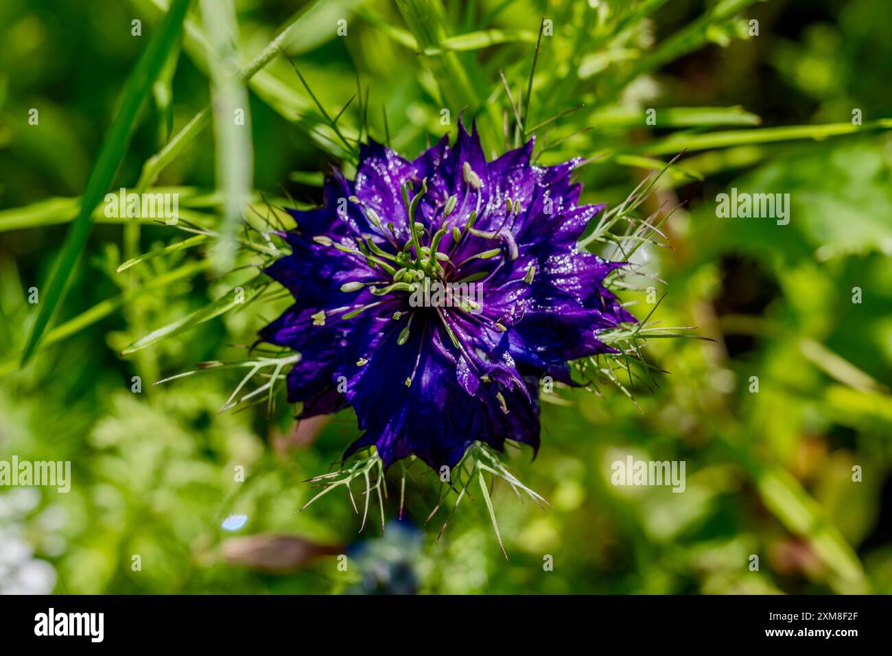 Violet Damascus Black Cumin in the meadow Stock Photo - Alamy