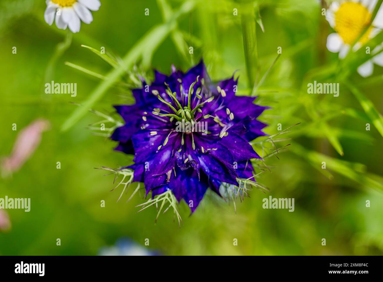 Damascus black cumin hi-res stock photography and images - Alamy