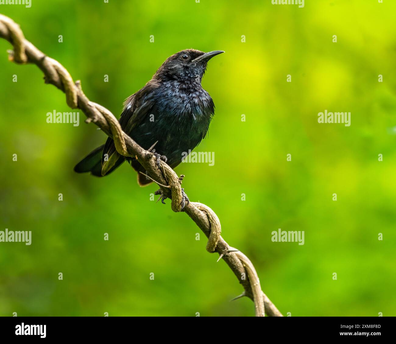 Robin resting hi-res stock photography and images - Alamy