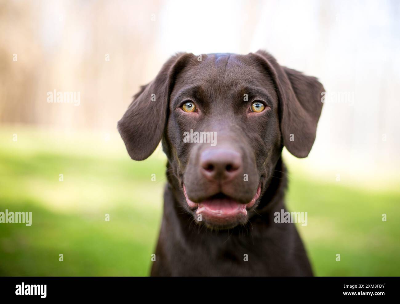 Labrador looking up chocolate hi-res stock photography and images - Alamy