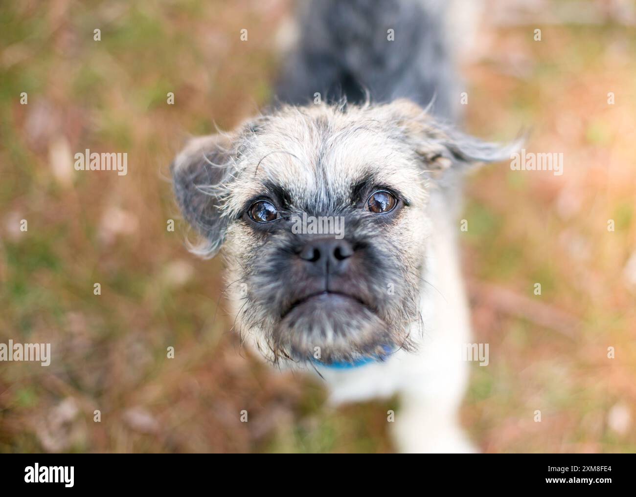 Scruffy terrier hi-res stock photography and images - Alamy
