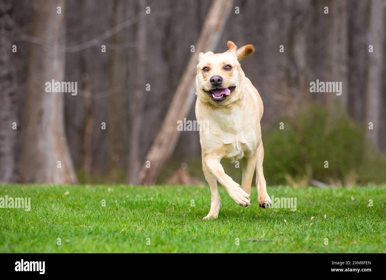 Active labrador retriever hi-res stock photography and images - Alamy