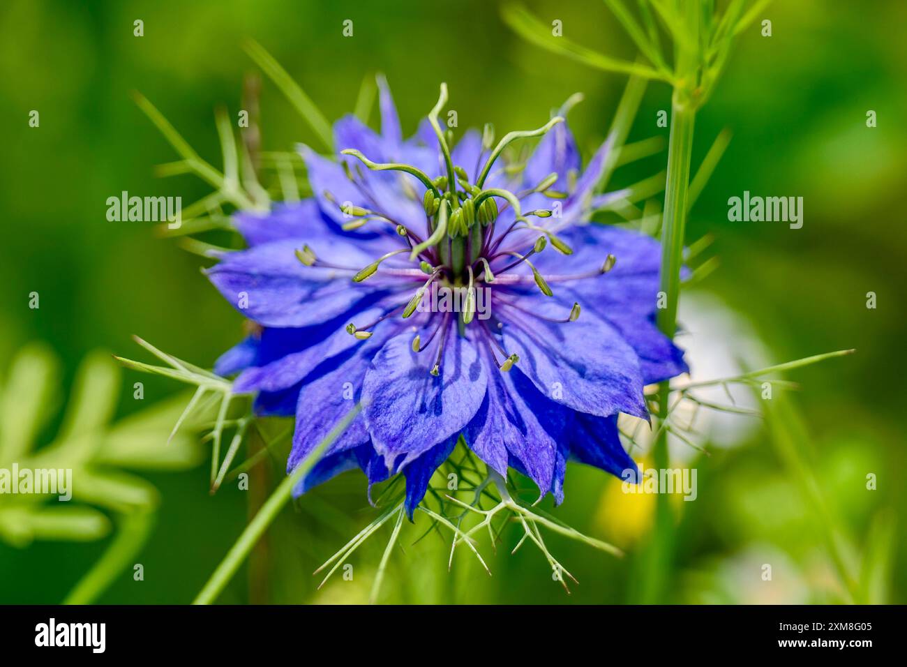 Blue Damascus Black Cumin in the meadow Stock Photo - Alamy