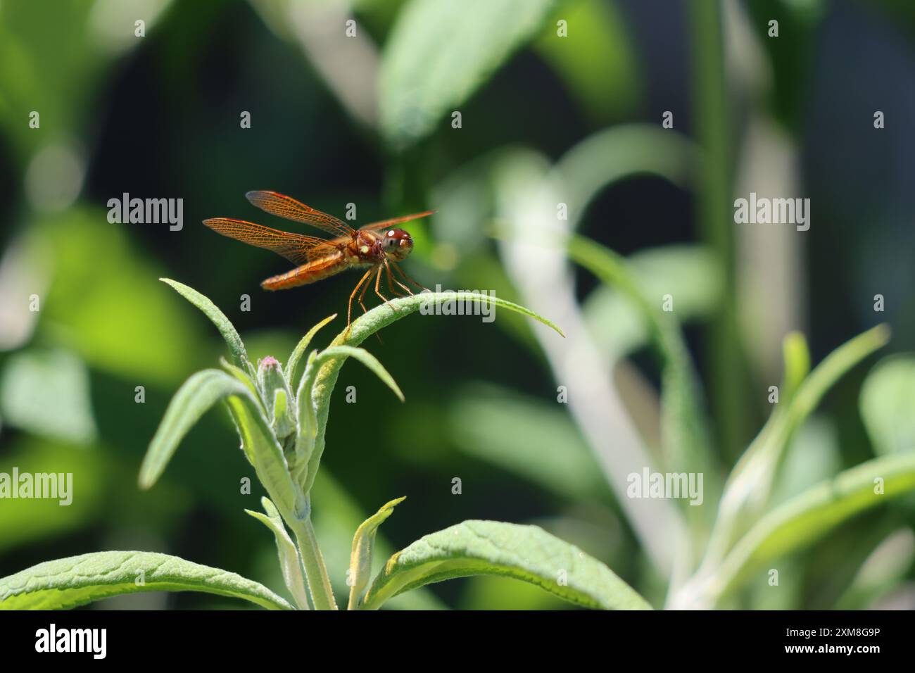 Amber wing dragonfly hi-res stock photography and images - Alamy