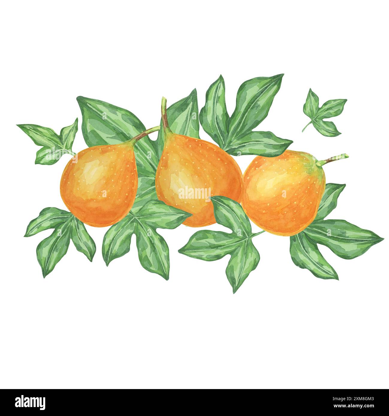 Sweet granadilla watercolor clipart showcases a detailed composition of three fruits and leaves ...