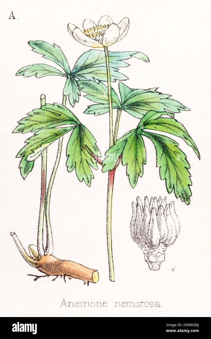 19th c. hand-tinted botanical illustration of Anemone nemorosa / Wood ...