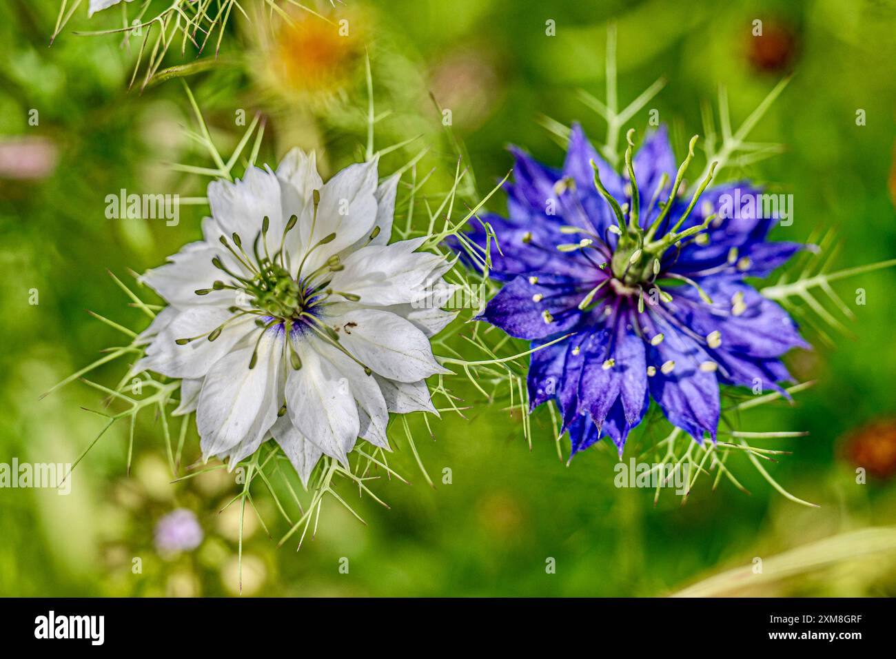 Blue and white Damascus black cumin in the meadow Stock Photo - Alamy