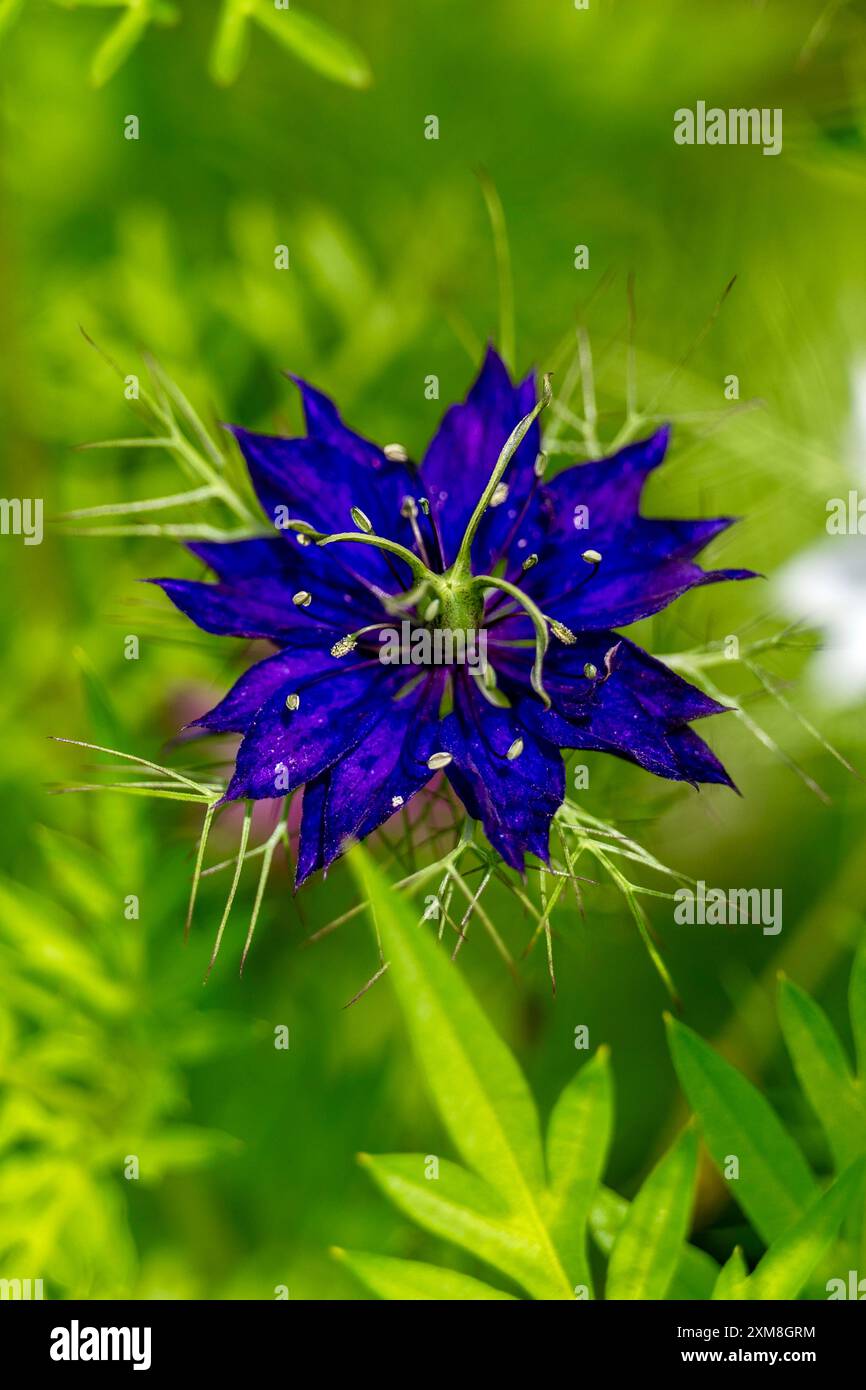 Violet Damascus Black Cumin in the meadow Stock Photo - Alamy