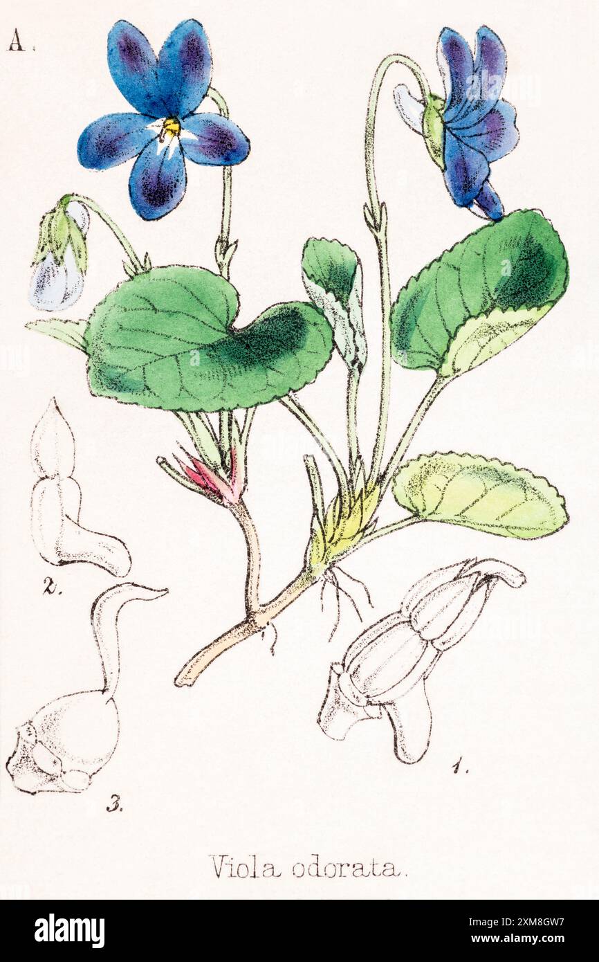 19th c. hand-tinted botanical illustration of Viola odorata / Sweet ...