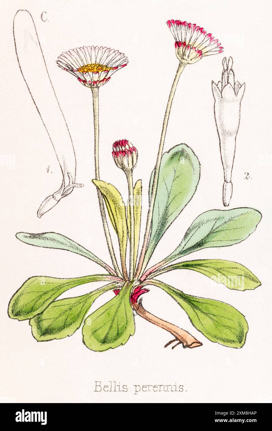 19th c. hand-tinted botanical illustration of Bellis perennis / Common ...