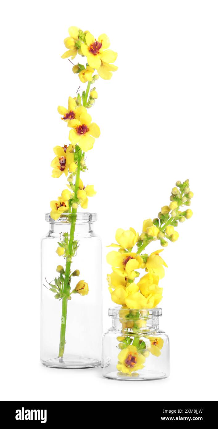 Beautiful mullein hi-res stock photography and images - Alamy