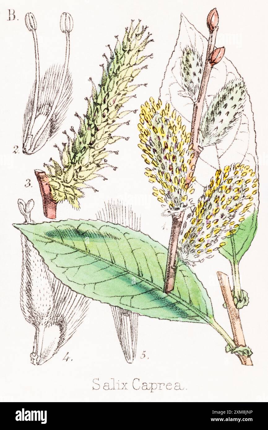 19th c. hand-tinted botanical illustration of Salix caprea / Goat Willow in Field Botanist's ...