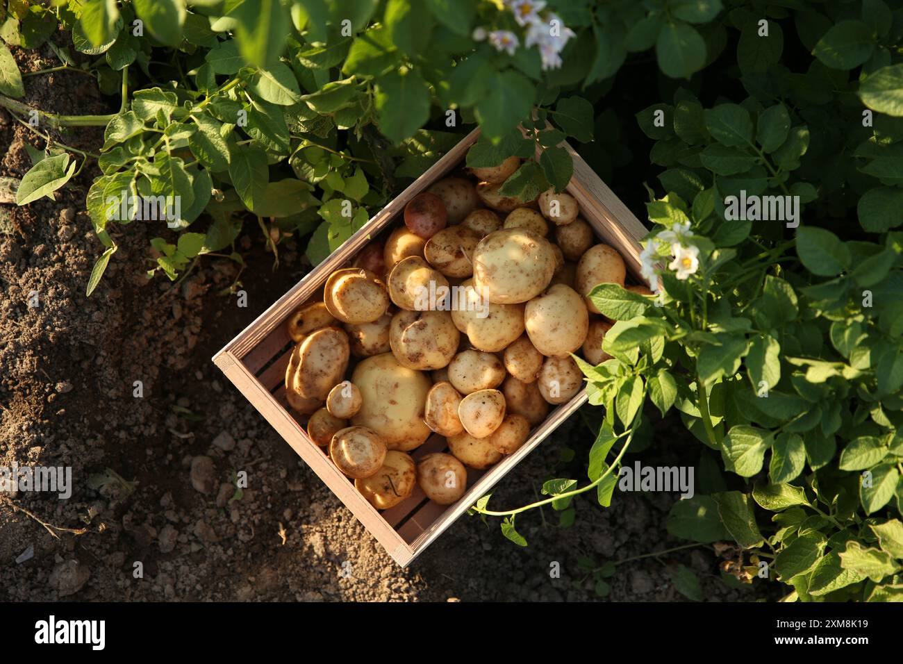 Fresh ripe potatoes in wooden crate outdoors, top view Stock Photo - Alamy