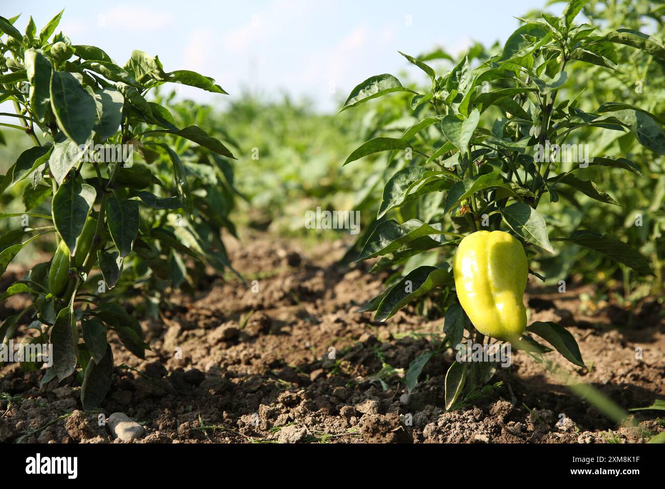 Bell pepper plants hi-res stock photography and images - Alamy