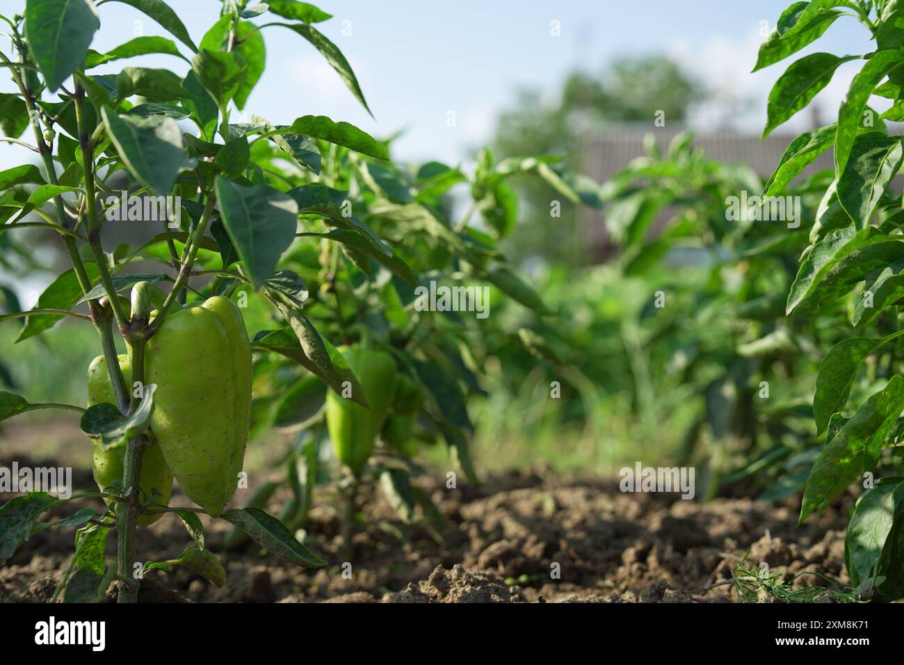 Bell pepper plants growing in field on sunny day Stock Photo - Alamy