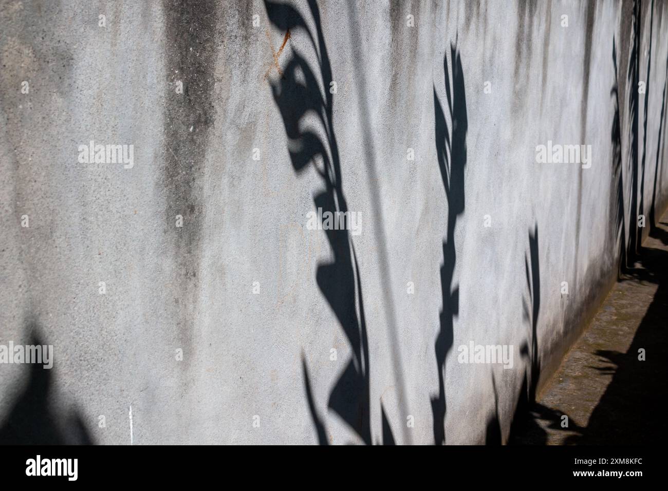 Sunny day in a spring. Shadow of banana palm trees leaves on a wall ...