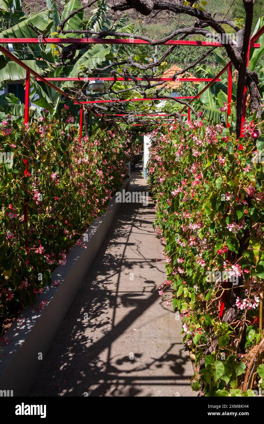 Garden as a part of Banana Route. Part, where are growing various ...