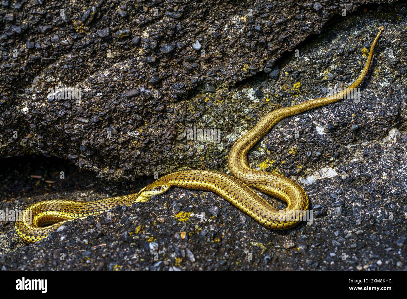A Northwestern Garter Snake (Thamnophis ordinoides) sunning on dark ...