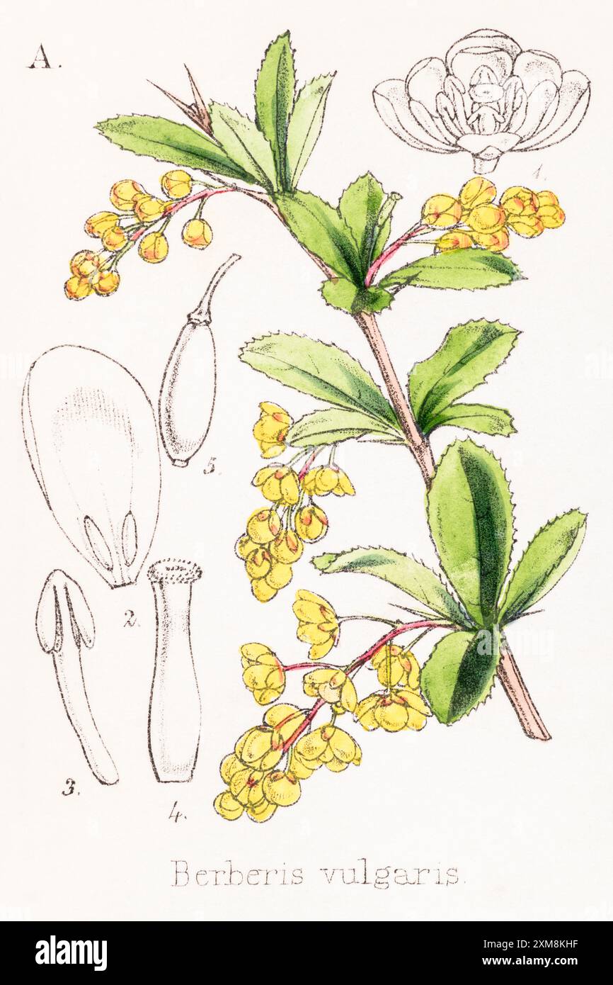 19th c. hand-tinted botanical illustration of Berberis vulgaris ...