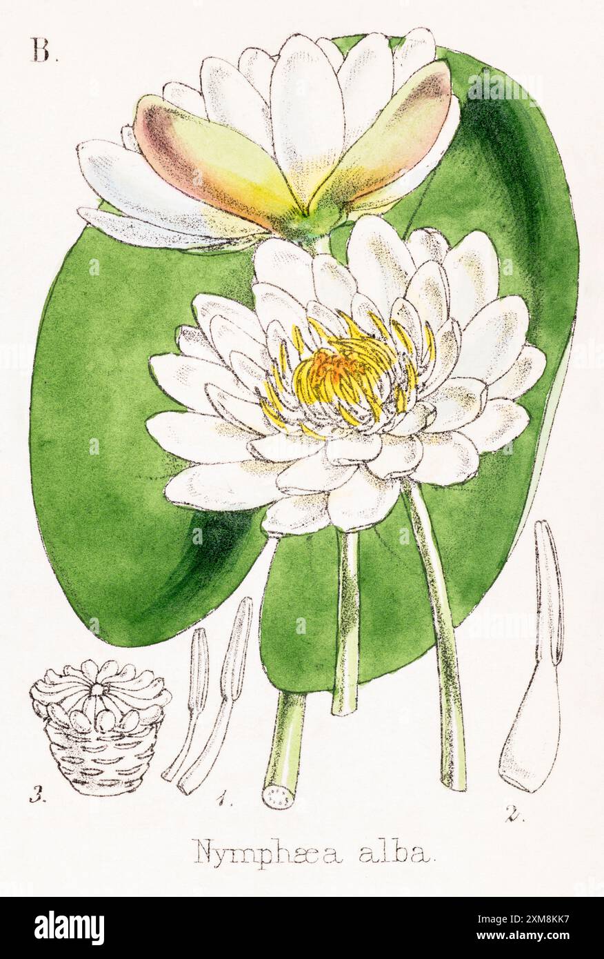 19th c. hand-tinted botanical illustration of Nymphaea alba / White ...