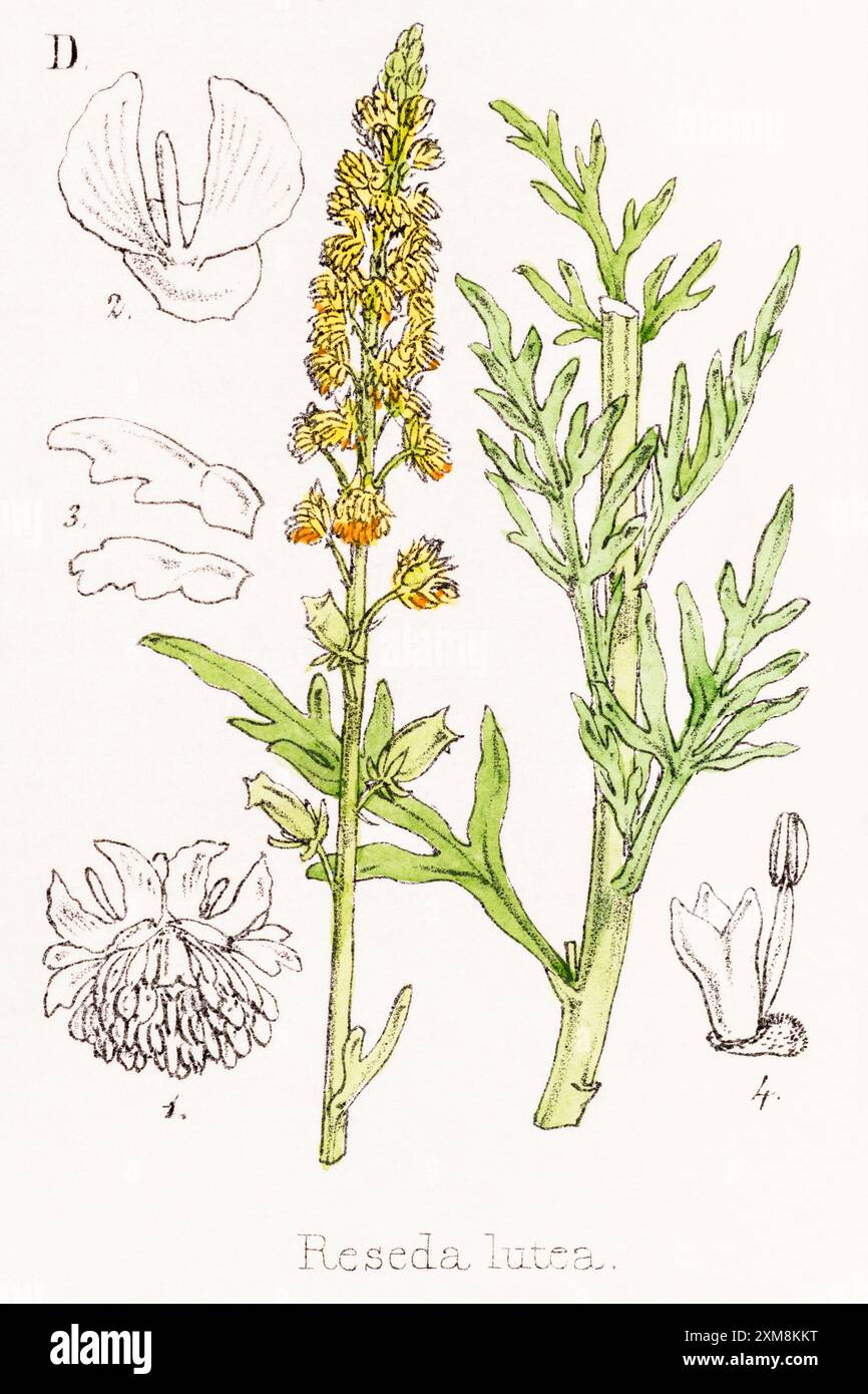 19th c. hand-tinted botanical illustration of Reseda lutea / Yellow ...