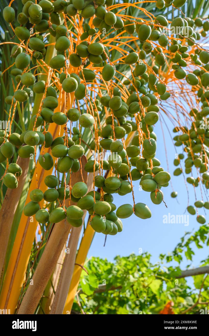 bunch of dates at a dates tree at a plantation Stock Photo - Alamy